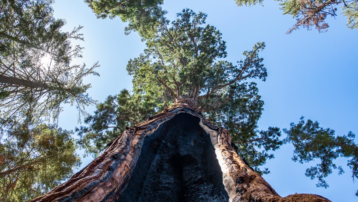 The 5 Best Easy Hikes in Sequoia National Park - Outerlands Travel