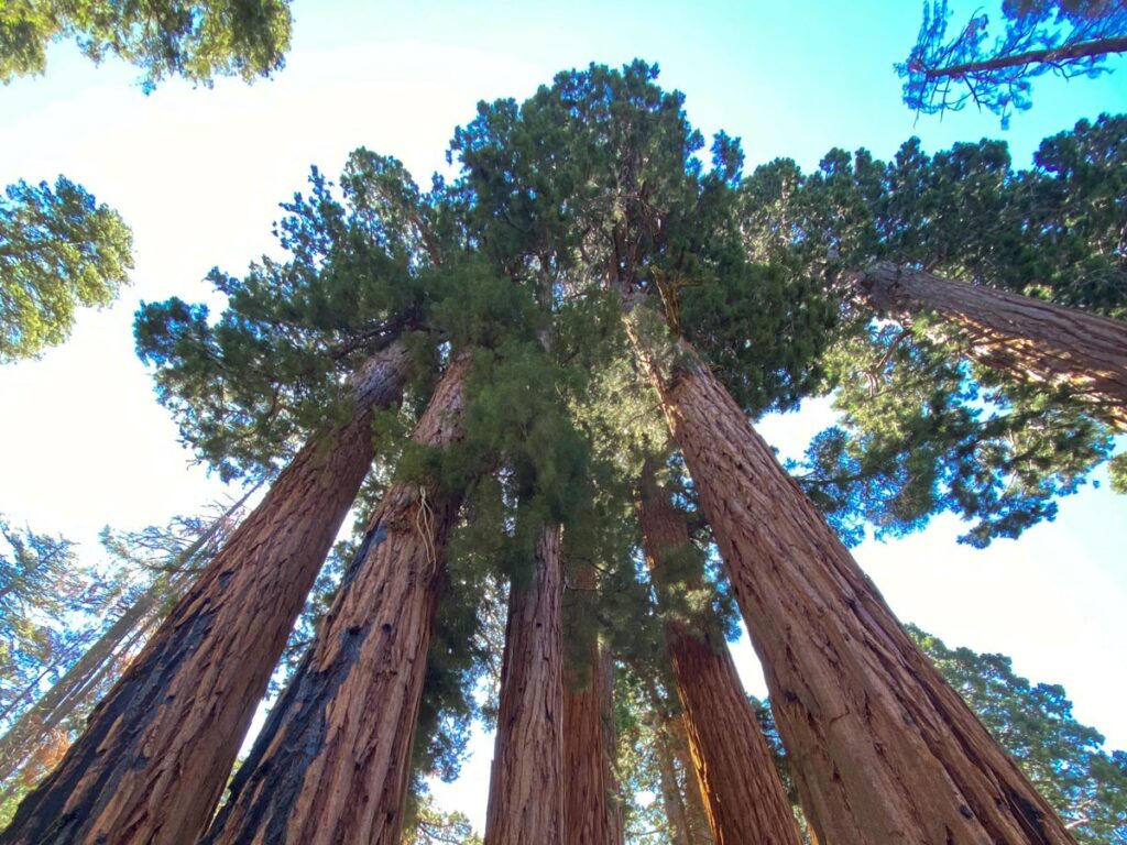 How to Spend 5 Days in Yosemite, Sequoia, and Kings Canyon - Outerlands ...