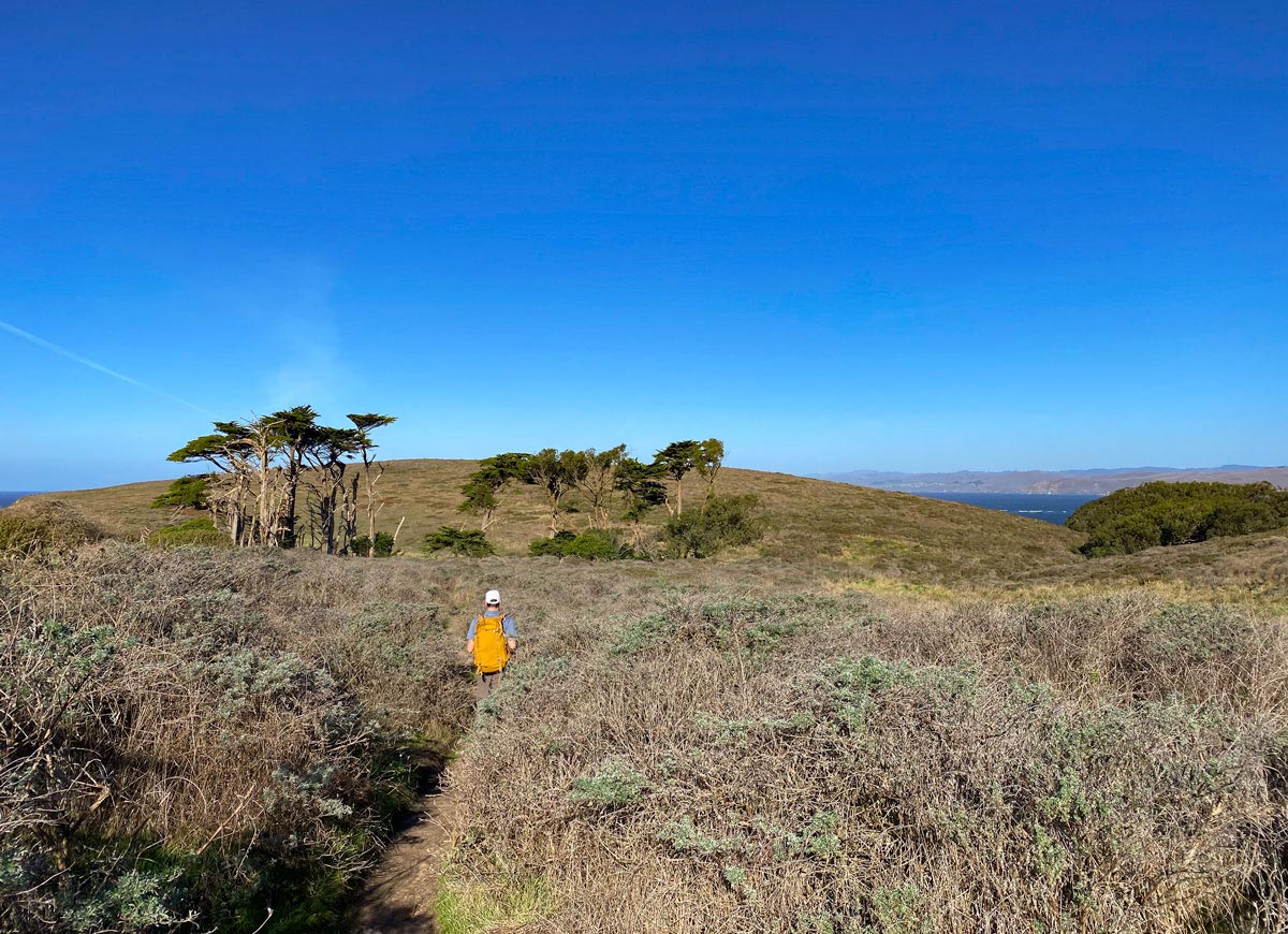 Hiking the Tomales Point Trail: a Complete Guide to the Wild Beauty of ...
