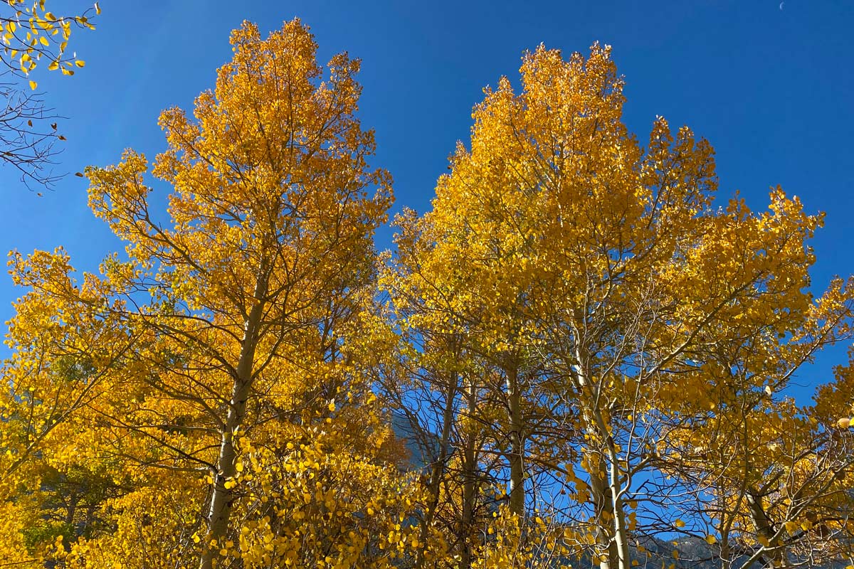 Eastern Sierra Fall Colors: Where to Find the Best Foliage Near Bishop ...