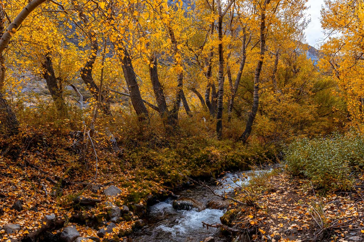 Eastern Sierra Fall Colors: Where to Find the Best Foliage Near Bishop ...