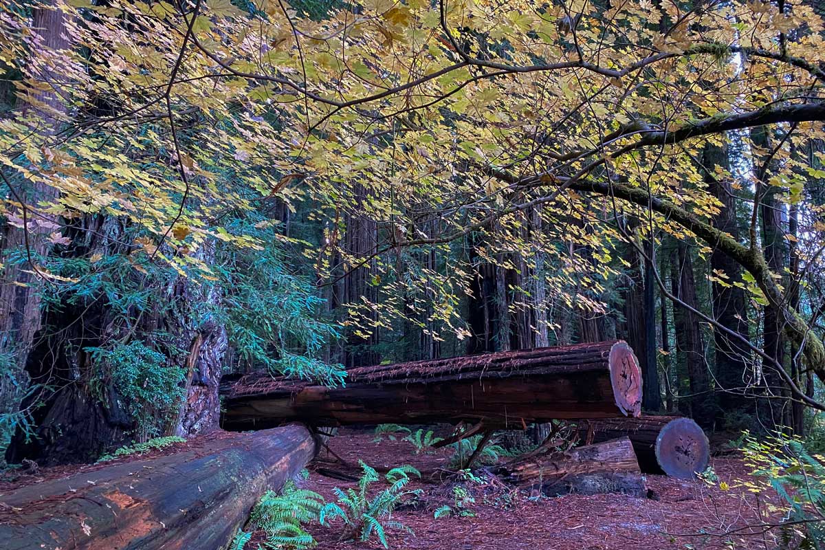 The Best Places to Find Fall Color in California - Outerlands Travel