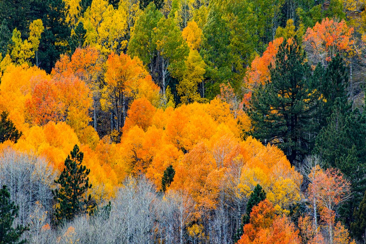 The Best Places to Find Fall Color in California - Outerlands Travel