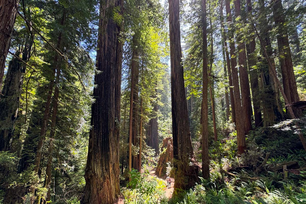 The Best Redwood National Park Hikes: a Complete Guide for Easy ...