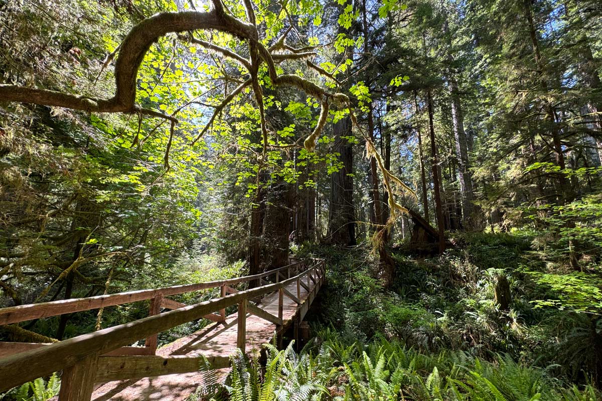The Best Redwood National Park Hikes: a Complete Guide for Easy ...