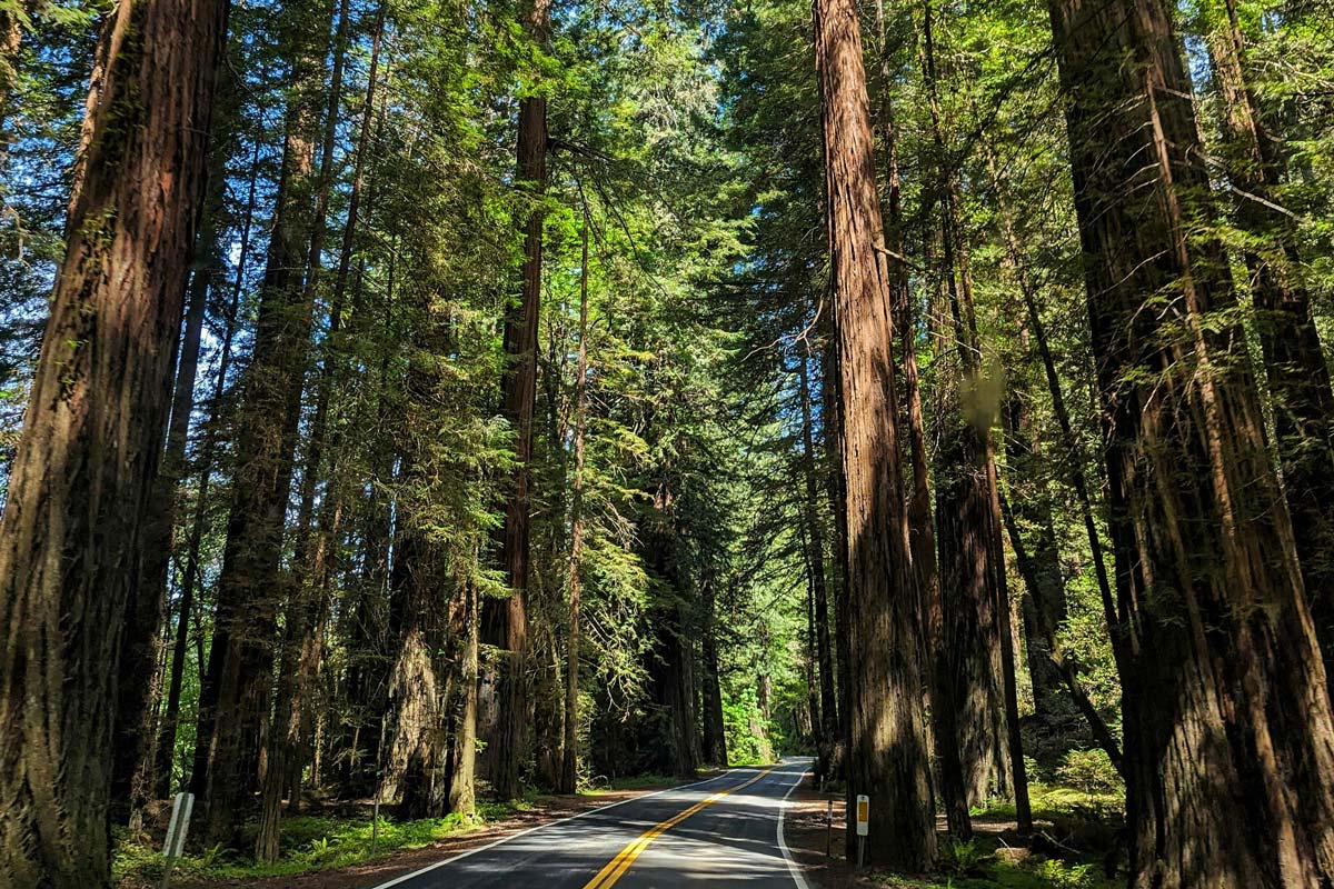 Things to Do in Redwood National Park: a Complete Guide - Outerlands Travel