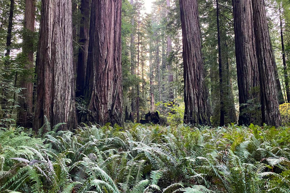 Camping in Redwood National Park: the Best Sites, Time of Year to Go ...