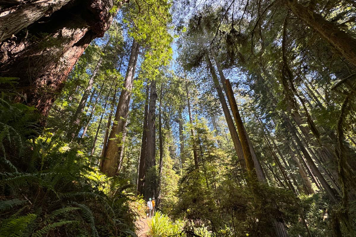 The Best Redwood National Park Hikes: a Complete Guide for Easy ...